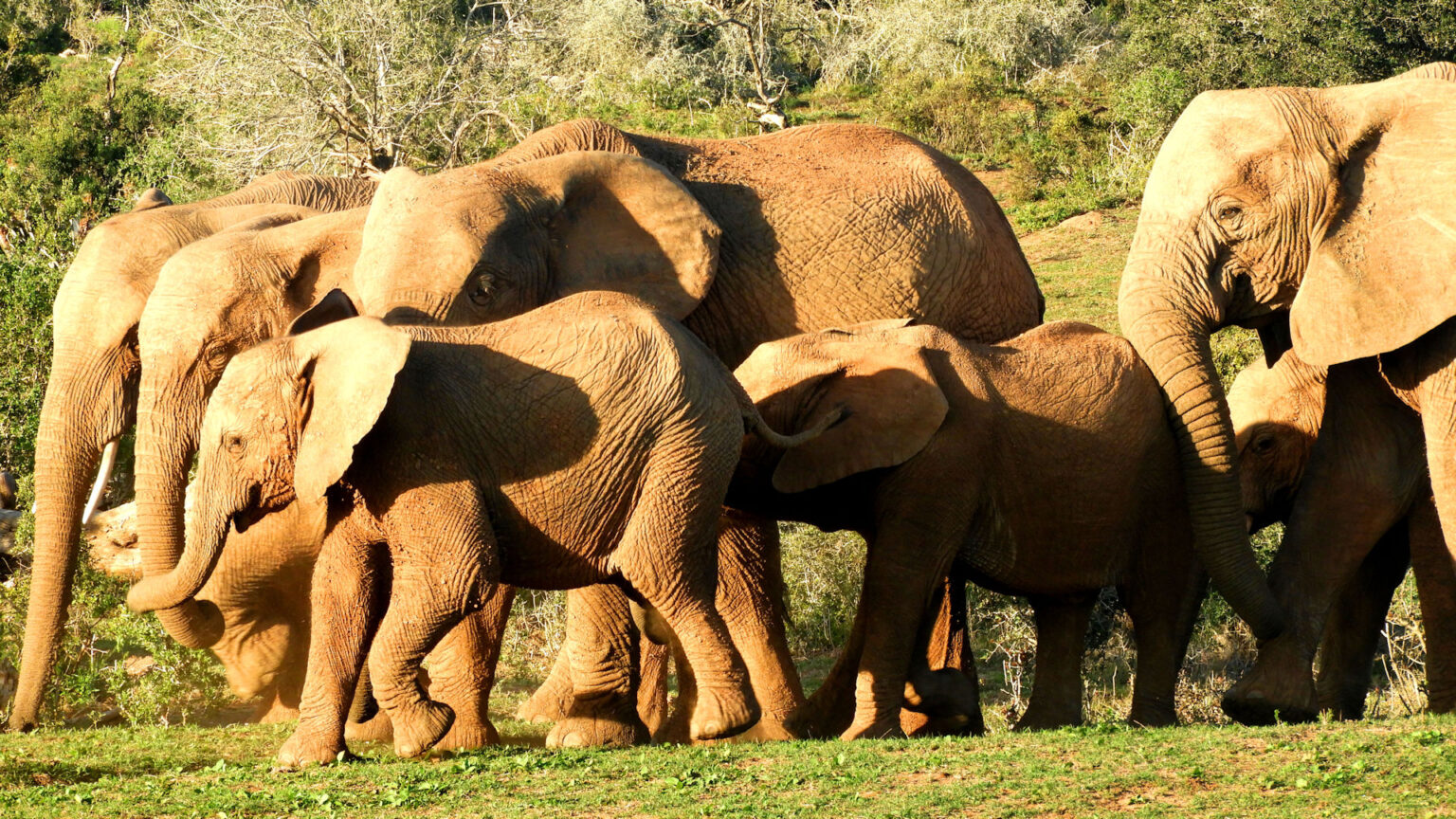 Add Social Icon to OceanWP – toedter.com